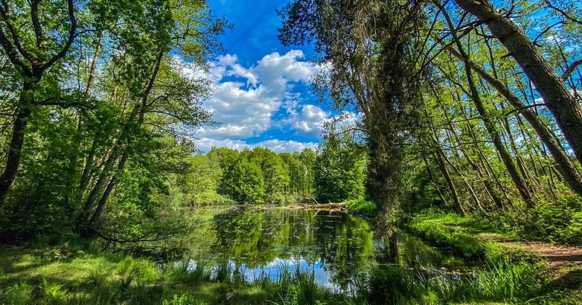 Ein Wald voller Stimmen | Kreisstadt Siegburg
